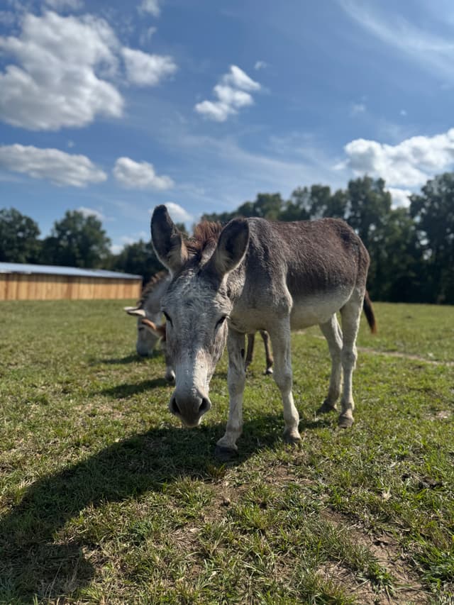 Virtually Adopt a Rescued Donkey | Cash's Crew Rescue Adoption Program