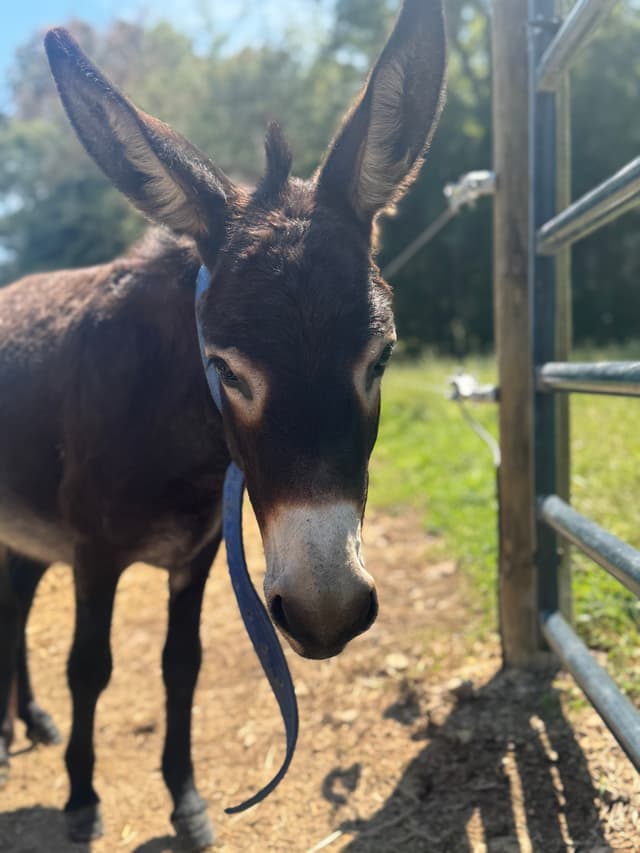 Virtually Adopt a Rescued Donkey | Cash's Crew Rescue Adoption Program